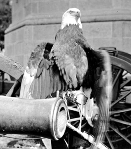 Old Abe the War Eagle: Mascot of the 8th Wisconsin Infantry – Iron Brigader